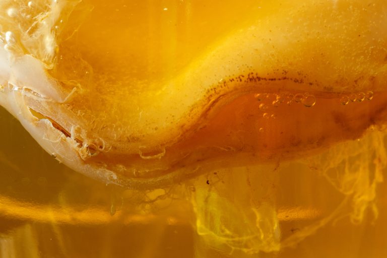 Moldy Kombucha: What To Look Out For And What Causes It Moldy Kombucha: What To Look Out For And What Causes It