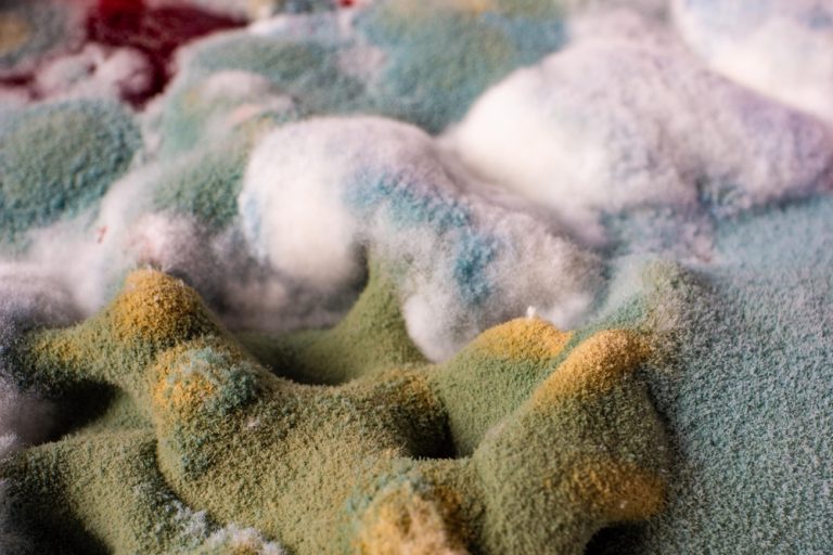 SCOBY Mold: What Causes It, And How To Deal With It